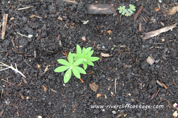 Raised Bed and Seed Gardening | RiverCliff Cottage…A Journey